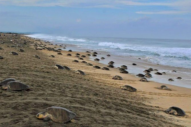 4 in 1 Tour - Mazunte, Cacao Factory, La Ventanilla National Park & Turtle Spawn - Transportation, Timing, and Group Size
