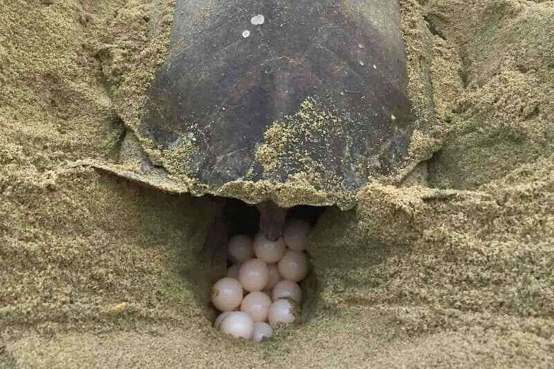 4-in-1 Tour - Mazunte, Cacao Factory & Turtle Spawn/Release - Experience a Full Day of Authentic Oaxaca with the 4-in-1 Tour