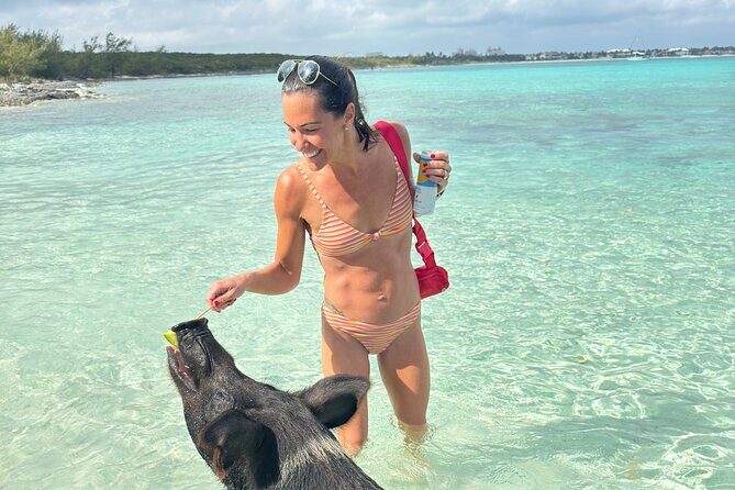 4-Island Tour Swimming Pigs, turtles, snorkeling , rose island, - The Sum Up