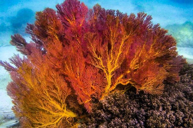 4 Islands Sunset + Plankton by Speedboat - Small Group of 12 - The Sum Up