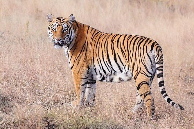 4 Nights 5 Days Jaipur-Ranthambore Tour - An Honest Look at the 4 Nights 5 Days Jaipur-Ranthambore Tour
