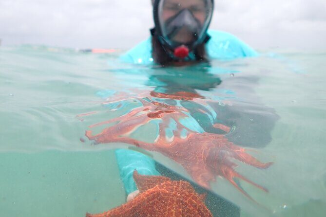 4-Stop Stingray, Snorkel, Star Fish & 7 Mile Beach (Family Owned) - An In-Depth Look at the Tour Experience