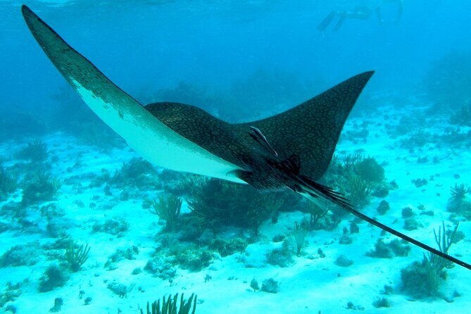 4 Stops Tour: Stingray, Snorkeling, Starfish & 7 Mile Beach - Exploring Grand Cayman’s 4-Stop Water Adventure