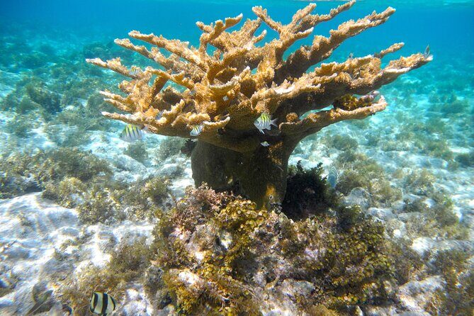 4 Stops Tour: Stingray, Snorkeling, Starfish & 7 Mile Beach - How the Tour Works: Logistics and Group Size