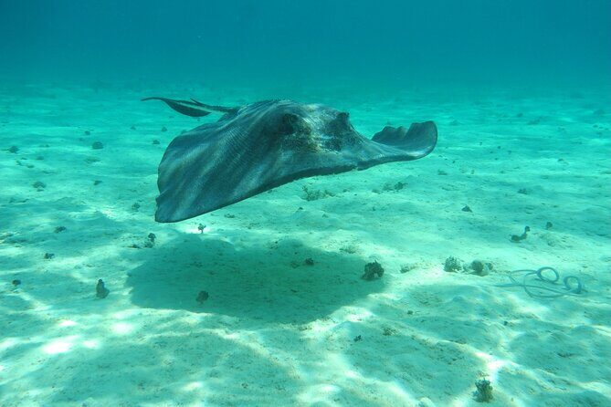 4 Stops Tour: Stingray, Snorkeling, Starfish & 7 Mile Beach - Practical Tips for Travelers