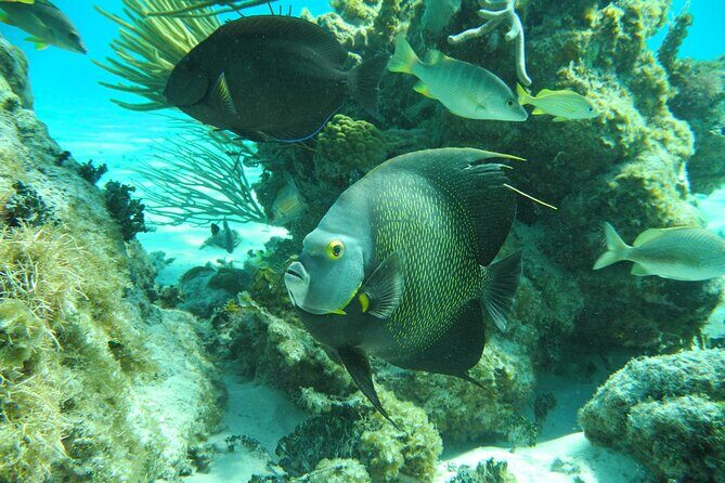 4 Stops Tour: Stingray, Snorkeling, Starfish & 7 Mile Beach - Final Thoughts