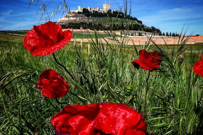 4 Wineries &Lunch Ribera Del Duero Tour: Visit, Tasting & Lunch. - Booking and Cancellation Policy