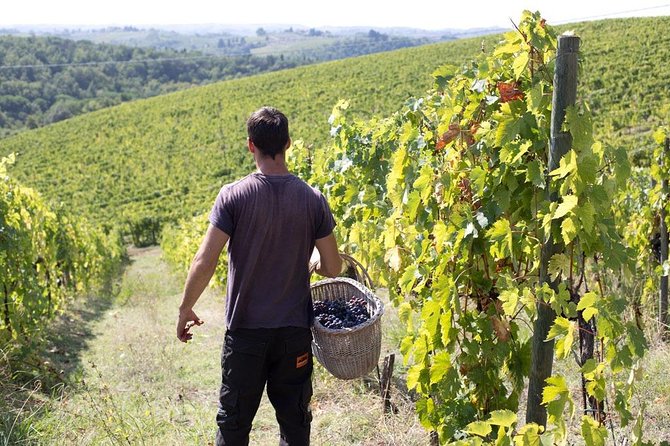 4 WINES TASTING in a Chianti Classico Farm (Visit/tour at the winery included) - Final Thoughts: Who’s It Best For?