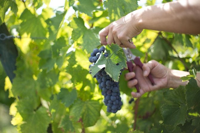 4 WINES TASTING in a Chianti Classico Farm (Visit/tour at the winery included) - FAQs