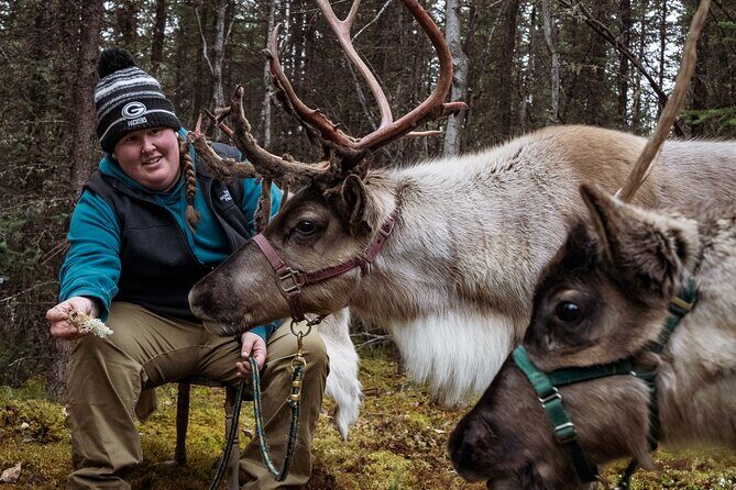45 Minute Private Reindeer Tour - In-Depth Review of the Reindeer Tour Experience
