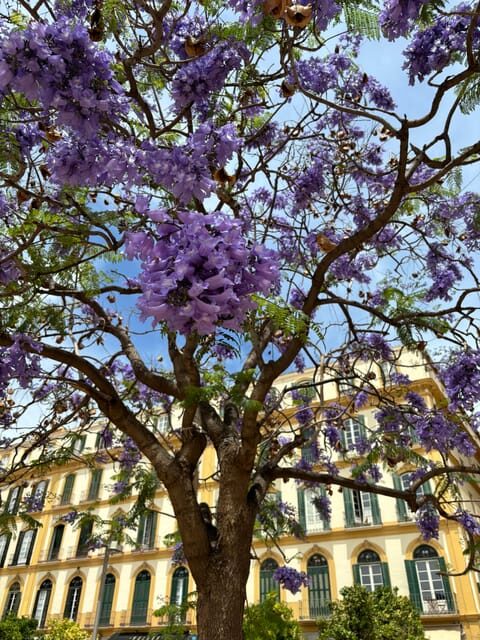 45 minutes flamenco dance class for family in Málaga - What to Expect from the Flamenco Family Class in Málaga