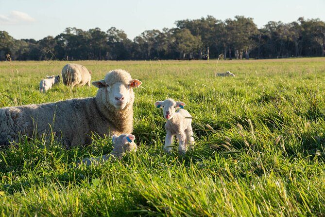 45 Minutes Private Tour at Warrawindi Farms - Exploring the 45 Minutes at Warrawindi Farms: A Genuine Farm Experience