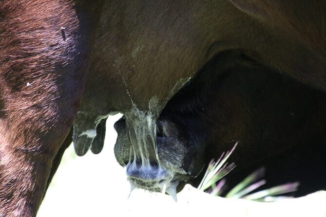 45 Minutes Private Tour at Warrawindi Farms - Key Points