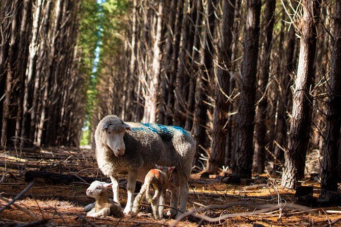 45 Minutes Private Tour at Warrawindi Farms - Why This Tour Might Be Perfect for You