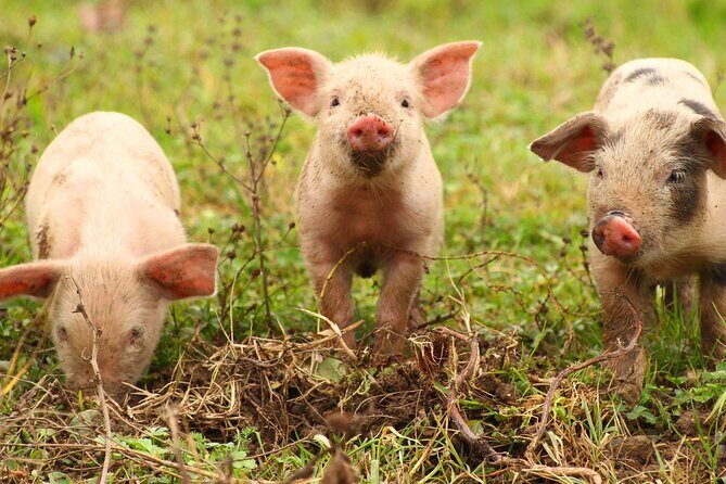 45 Minutes Private Tour at Warrawindi Farms - Final Thoughts