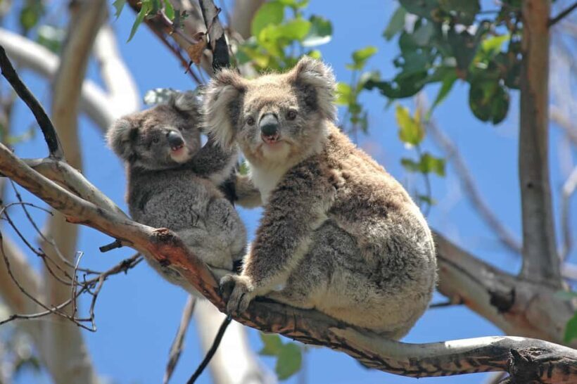 4D3N Best Bits Victoria Sightseeing Tour - An In-Depth Look at the Victoria Sightseeing Tour