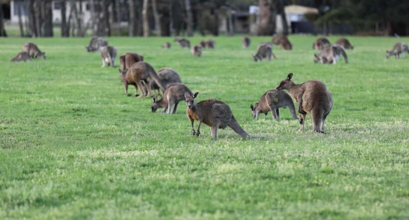 4D3N Best Bits Victoria Sightseeing Tour - Who Is This Tour Best For?