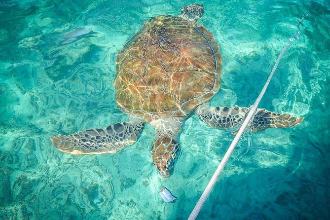 4H Lux 40' Catamaran All-Inclusive in Tulum and Playa del Carmen. - The Sum Up: Is It Worth It?