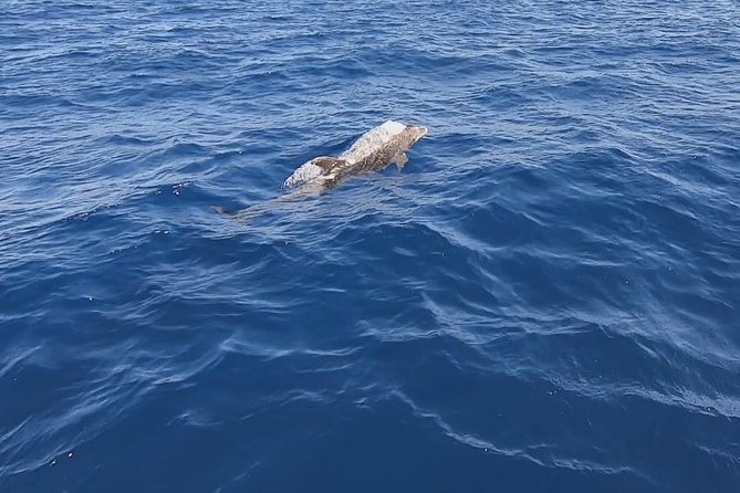 4HOUR Magic Sunset Sailing Trip to Dia Island in Heraklion, Crete - Travelers Delight: Guest Reviews