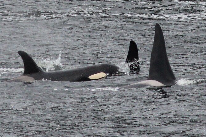 4hr Custom Private Tour of Ketchikan (14 People) Wildlife + More - Conclusions: Is This Tour for You?