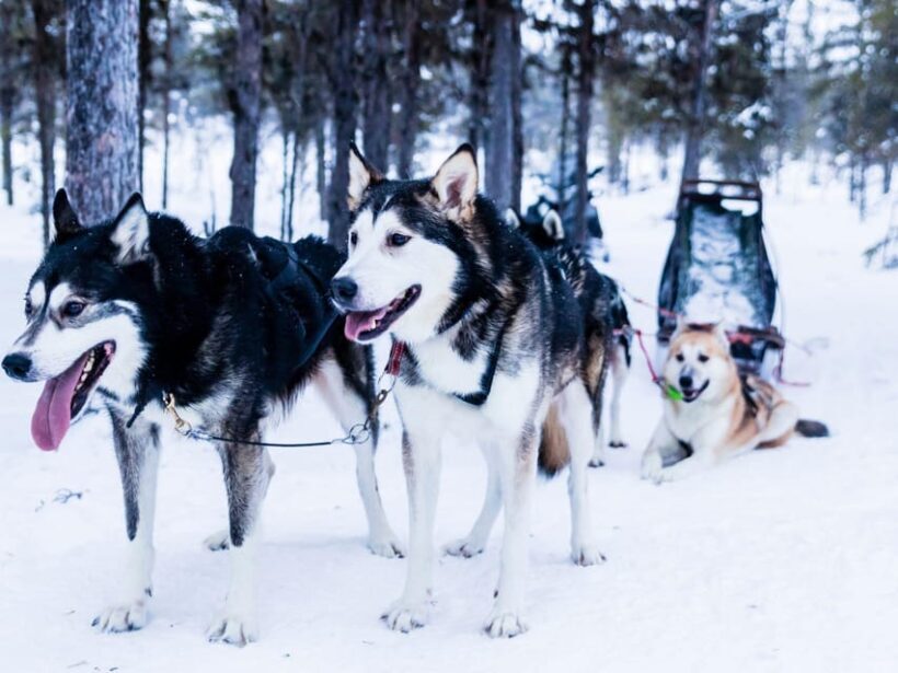 4hr Dog Sledding Trip on Finnmarksvidda - A Genuine Look at the 4-Hour Dog Sledding Adventure