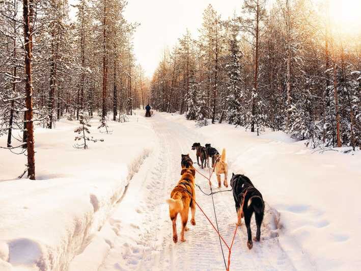 4hr Dog Sledding Trip on Finnmarksvidda - Final Thoughts