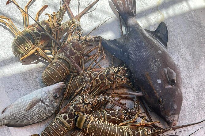 4HR-Halfday Private Fishing Tour in Gracebay - Who Should Book This Tour?