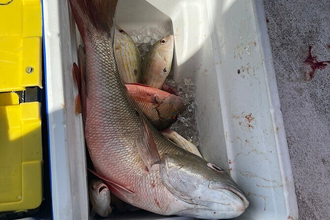 4HR-Halfday Private Fishing Tour in Gracebay - The Sum Up