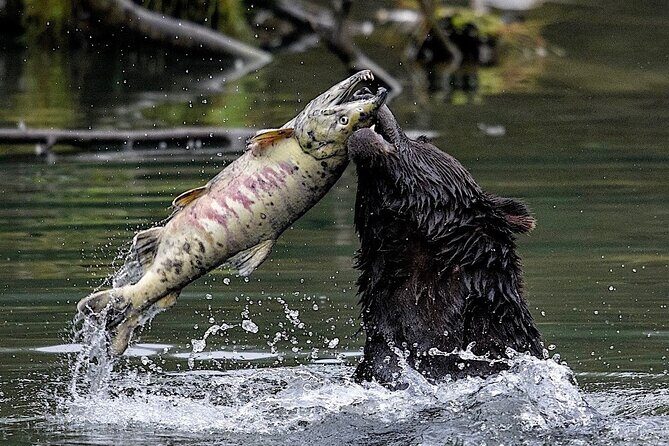 4hr Ketchikan Private custom tour (4 people) Wildlife + More - A Deep Dive into Ketchikan’s Private Custom Tour