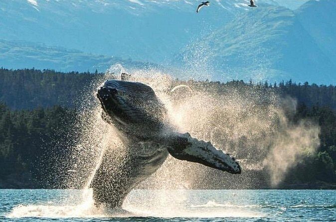 4hr Ketchikan Private custom tour (4 people) Wildlife + More - Final Suggestions