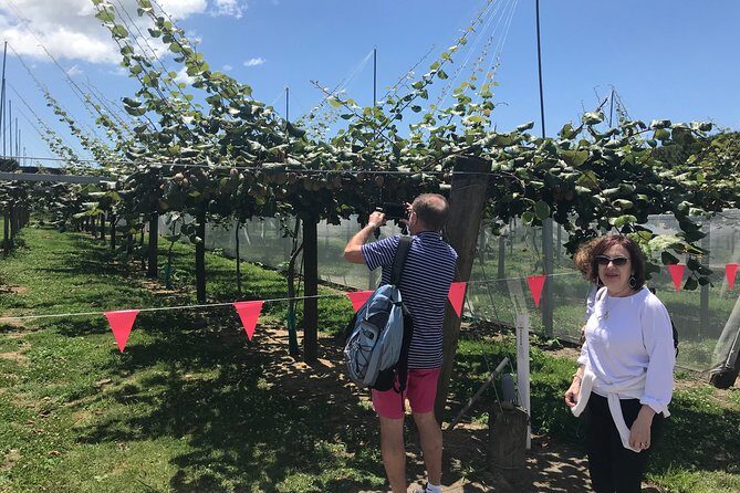 4hr Tauranga Scenic History and Tasting Tour FREE Kiwifruit Tasting - Final Thoughts