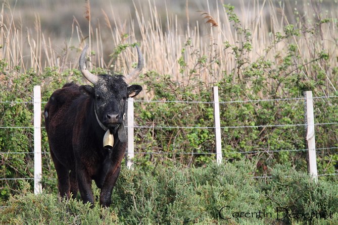 4x4 Camargue Safari 4h - Private Tour - Departure From Arles - Tour Experience