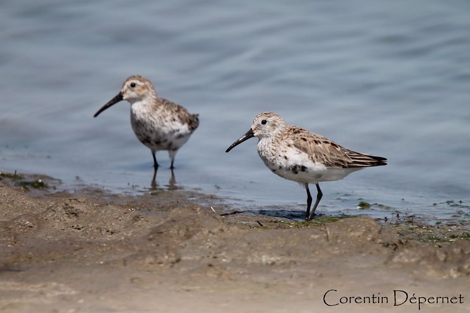 4x4 Camargue Safari 4h - Private Tour - Departure From Arles - Highlights of the Safari
