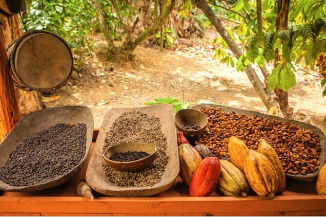 4x4 Dominican Adventure with Chocolate and Coffee Tasting - What to Expect: Pros and Cons