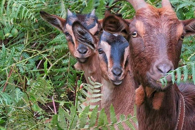 4x4 Full-Day Tour to Explore Portugals Scents and Flavors - Engaging With Local Culture