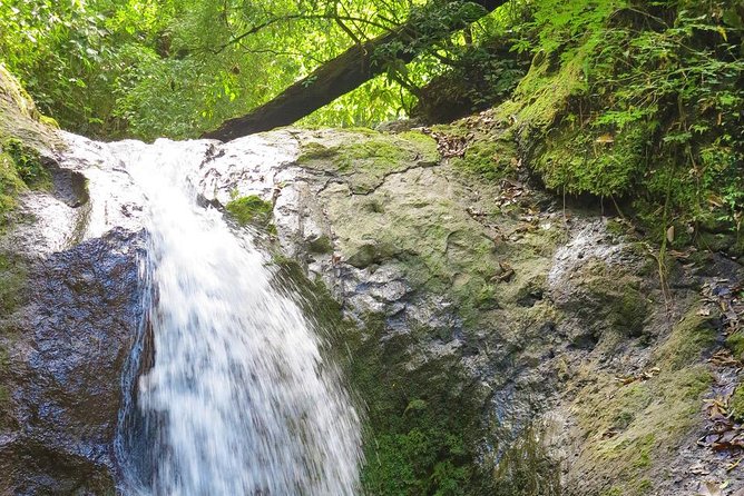 4x4 Jungle Safari to Waterfall & Delicious Rainforest Lunch - Exploring Carara National Park