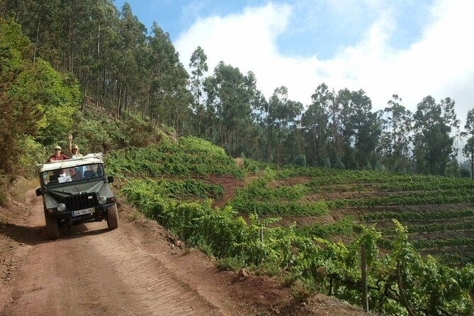 4x4 Safari Half Day Poncha, Mountains, Vineyards and Cabo Girão Small Group - Experiencing Traditional Poncha