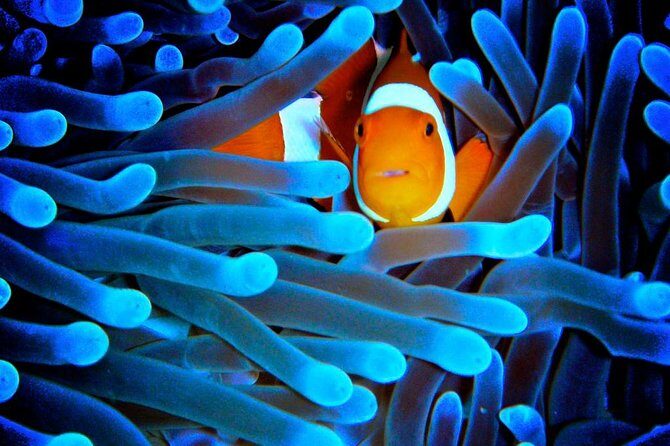 5-Day Best of Cairns with Daintree, Kuranda, and Great Barrier Reef - Key Points
