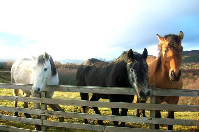 5-Day Best of Scotland Experience From Glasgow - Isle of Skye and Trotternish Peninsula