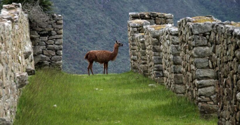 5-Day Classic Salkantay Trek to Machu Picchu return by Train - Who Will Love This Tour?