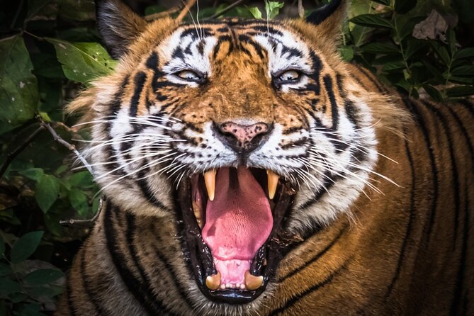 5 Day Delhi Agra Jaipur with Ranthambore-Taj Mahal Sunrise/Sunset - Day 3: Tiger Safari and the Wilderness of Ranthambore