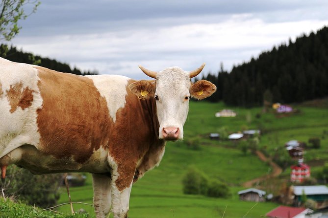 5 Day Enjoy Black Sea Tour - Immerse in Traditional Village Life