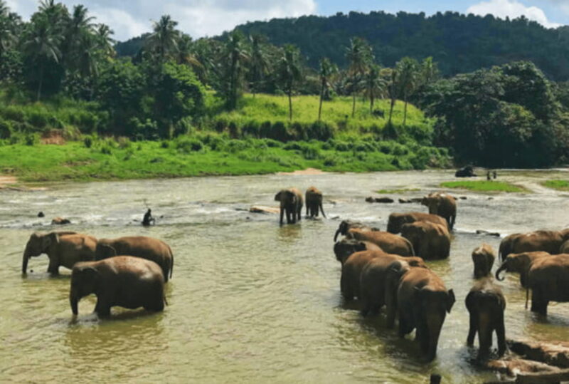5 Day Flash Tour of Sri Lanka Cover 5 Land Marks! - FAQ