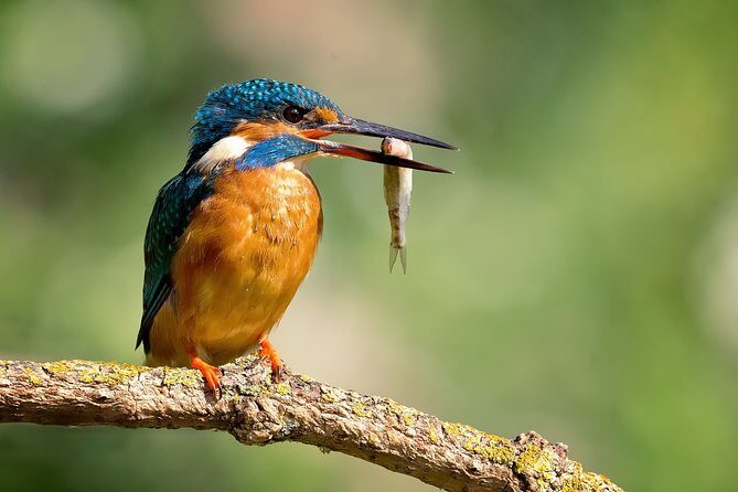 5 Day Golden Triangle Tour with Bharatpur Bird Sanctuary - Authentic Traveler Comments