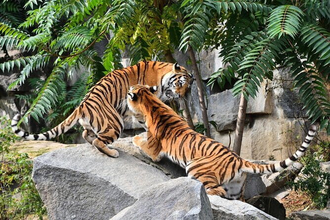 5-Day Golden Triangle with Ranthambore & Bharatpur Tour - FAQs