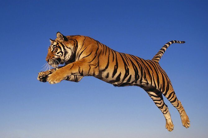 5 Day Golden Triangle with Ranthambore (Taj Mahal Sunset/Sunrise) - Who Will Enjoy This Tour?
