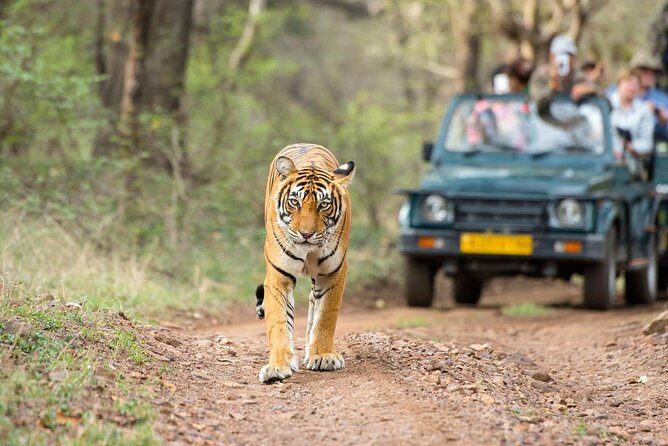 5 Day Golden Triangle with Ranthambore Tigers-Taj Sunrise/Sunset - In-Depth Itinerary Breakdown