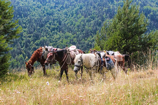 5-Day Horse Riding Tour in Caucasus - Key Points