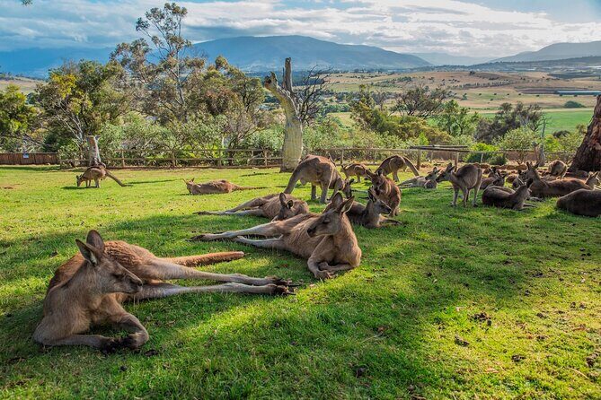 5 Day Island Icons Tassie Day Tour Bundle - What Makes This Tour Stand Out