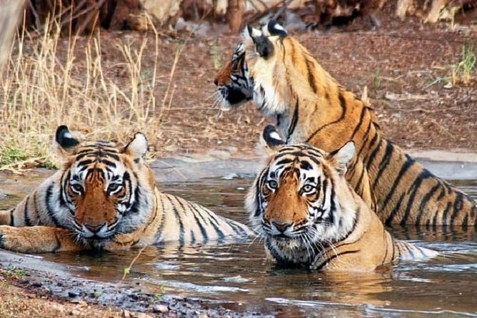 5-Day Private Delhi, Agra and Jaipur with Ranthambhore Tiger Tour From Delhi - The Experience and What Travelers Say